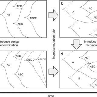 Theoretical Impacts Of Mutation Rate And Sexual Recombination On Download Scientific Diagram
