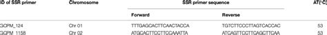 The Detailed Information Of The Two Pairs Of Polymorphic SSR Primers Download Scientific