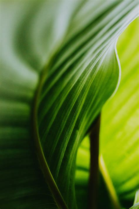 有关instagram故事背景 ヴェルデビブランテ 亲生物性 光合作用 冷靜 叶子图案 叶绿素 壁紙 天性 宏觀 寧靜