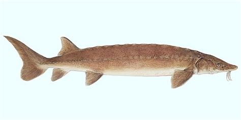 Fish Practical Flashcards Quizlet