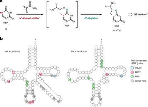 A Method For Quantitative And Base Resolution Sequencing Of