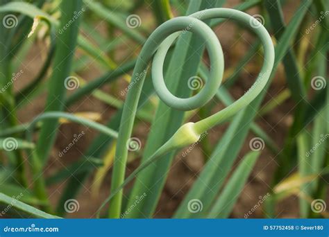 Curved Arrows Stock Photos Free Royalty Free Stock Photos From Dreamstime