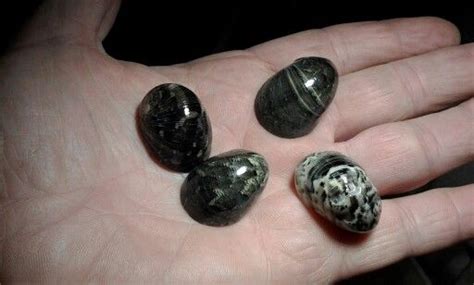 Kupee Shells Handmade Crafts Shells Stud Earrings