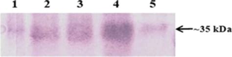 3 Western Blot Immunoassay Using Bymv Antiserum Showing Positive Bands