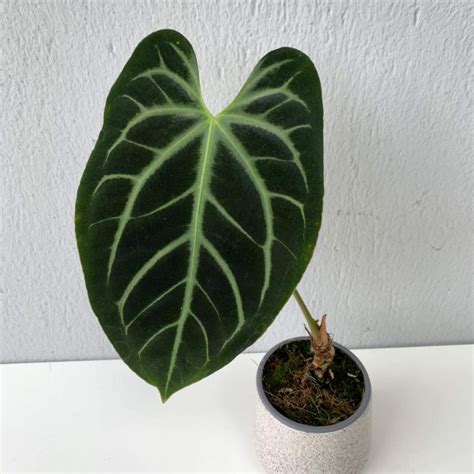 Anthurium Besseae Aff Silver Anthurium Plants We Love Aroids