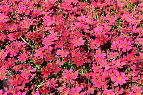 Coreopsis Verticillata Ruby Red Vaste Planten De Swaef Bv