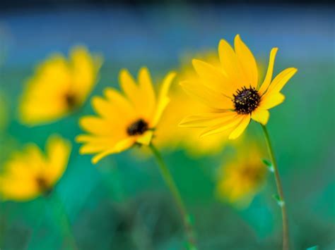 배경 화면 노란색 꽃 근접 초점 나뭇잎 1920x1200 Hd 그림 이미지