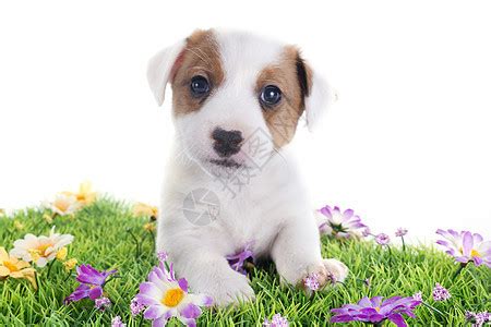麦芽狗宠物薰衣草犬类动物植物贵宾白色小狗高清图片下载 正版图片321153233 摄图网
