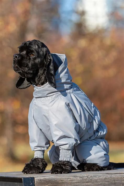 Одежда для собак в Красноярске Интернет магазин Балу