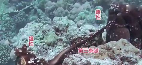 活久见 章鱼是用腿来交配的