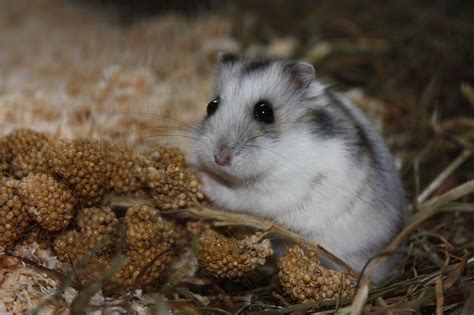 200 Kostenlose Hamster Natur Fotos Pixabay