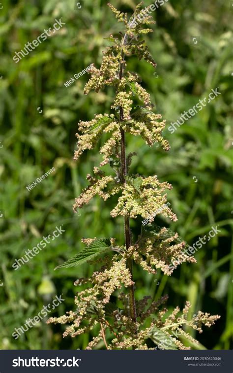 Sex Sting Images Stock Photos Vectors Shutterstock