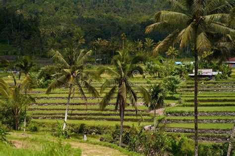 Panorama Of The Amazing Landscape Of Asian Rice Terraces Palm Trees In