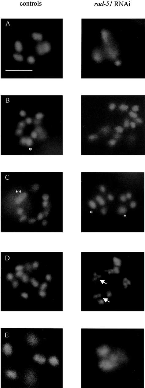 Dapi Staining Of Oocyte Nuclei In The Proximal Portion Of The Gonad Download Scientific
