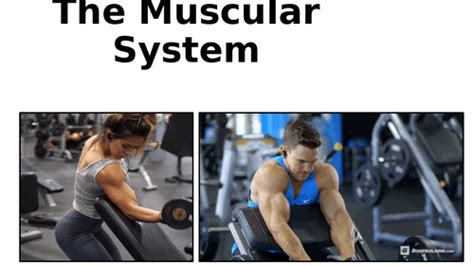 Edexcel Gcse Pe Muscular System Lesson Teaching Resources