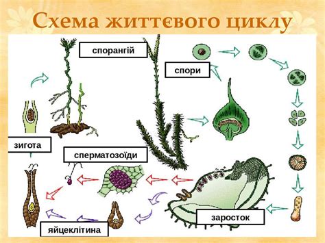 Плауни Хвощі Загальна характеристика презентация онлайн