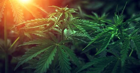 Cannabis Payments Platform Canpay Expands To 1k Locations Atm Marketplace