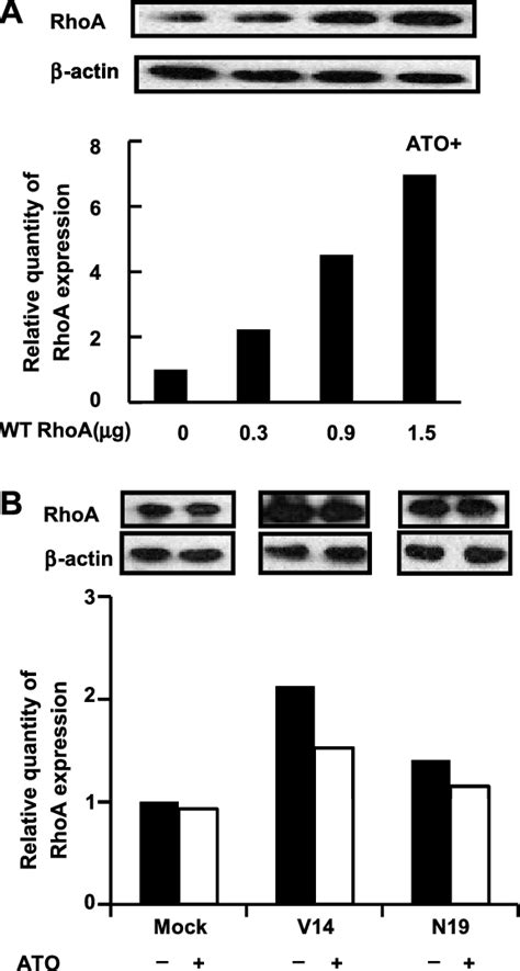 Figure W1 The Increase Of Rhoa Expression In The Transfected Cells