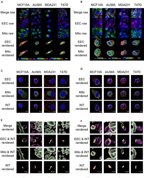 Figure 1 From Spatial Topology Of Organelle Is A New Breast Cancer Cell