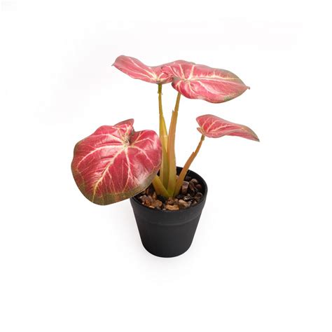 Begonia Leaf Plant Potted