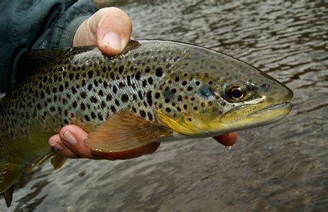 Fulling Mills Top 7 Early Season Brown Trout River Flies Fulling