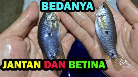Perbedaan Ikan Sepat Jantan Dan Betina Sekali My Xxx Hot Girl