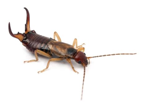 How To Identify Remove And Prevent Earwigs Orkin Canada