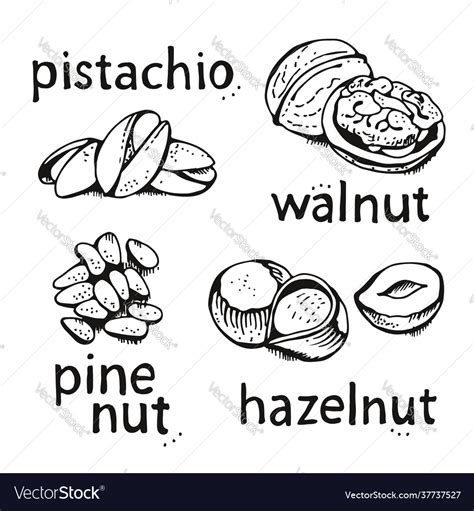 Nuts Set Various Hand Drawn Royalty Free Vector Image