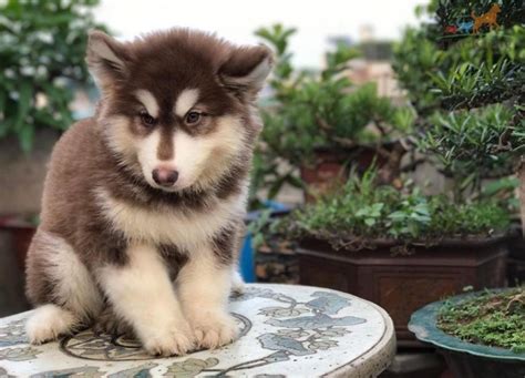 Những đặc điểm Khi Mua Chó Alaska Màu Nâu đỏ Sinh ViÊn XÂy DỰng