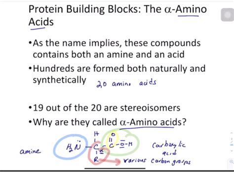 BIOCHEMISTRY EXAM 2 Flashcards Quizlet