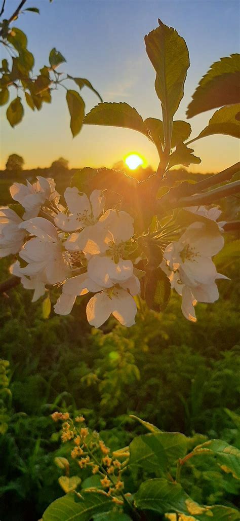 Pin By Anu Saul On Nurga