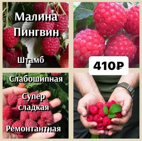 ️Малина ️ (Малиновое дерево) Пингвин Штамбовая Ремонтантная .. | ВКонтакте