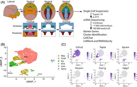 Single Cell Sequencing Of The Mouse Anterior Palate Reveals 44 Off
