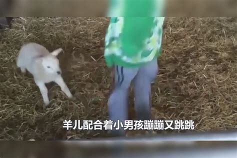 小羊与宝宝的第一次相遇场面让人啼笑皆非怎么能这么可爱 场面 小羊 宝宝