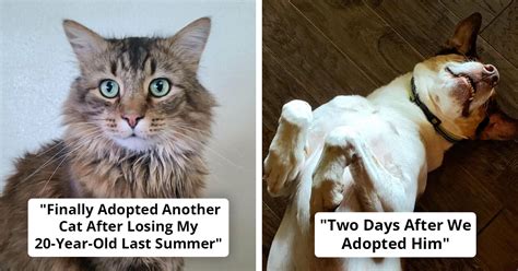 50 Heartwarming Images Of Newly Adopted Pets Guaranteed To Melt Your Heart