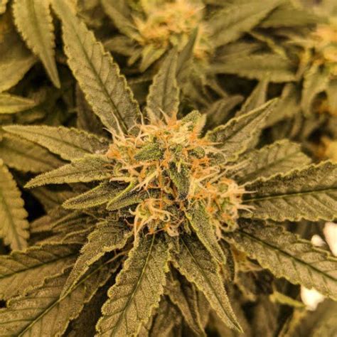 California Orange Strain Sweet Citrus Hybrid Seeds For Easy Growing