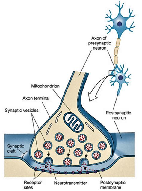 Acetylcholine Function Acetylcholine Deficiency Receptor Antibody