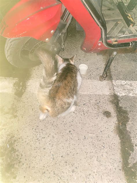 南京小区流浪猫求领养 Nga玩家社区