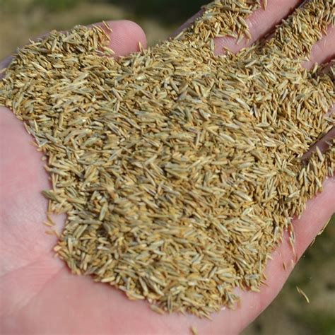 Grass Seed Contractors Mix 25 Lb Lurvey Landscape Supply