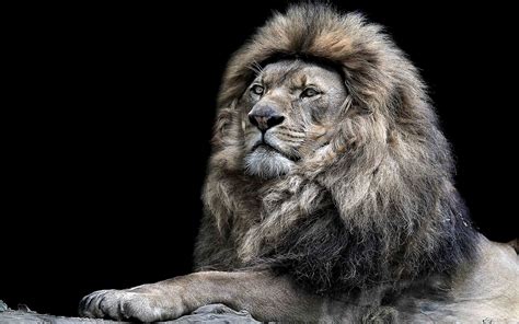 배경 화면 1920x1200px 사자 1920x1200 Wallhaven 1644959 배경 화면 Wallhere