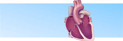 Home Heart Valve Voice Us