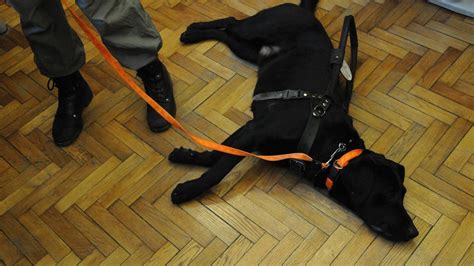 Започват проверки за домашните кучета в Перник Новини бг