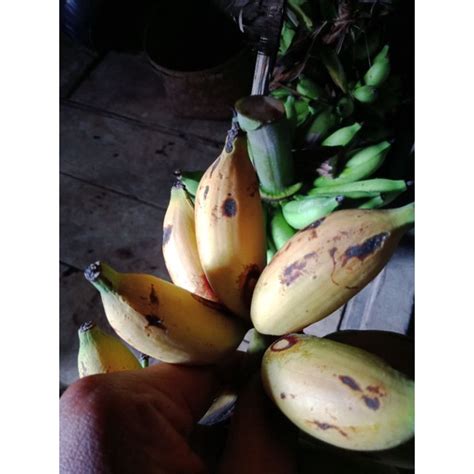 Jual Pisang Ulin Pisang Putri Pisang Mas Pisang Barli Pisang Mulai