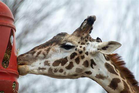 Closeup Jerapah Menikmati Makanan Foto Stok Unduh Gambar Sekarang