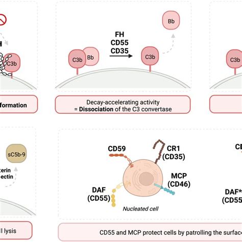 Main Complement Inhibitors Undergoing Development In Hematological Download Scientific Diagram