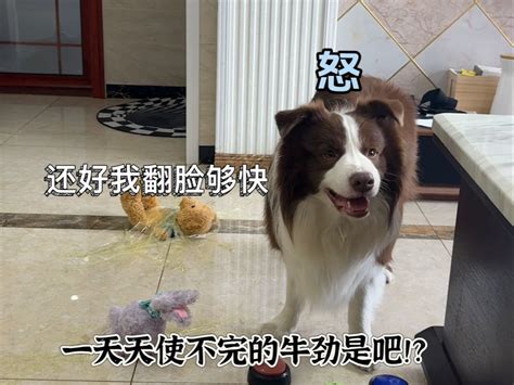 鱼仔：无语了一天到晚老整这些 鱼仔是真的狗 鱼仔是真的狗 哔哩哔哩视频