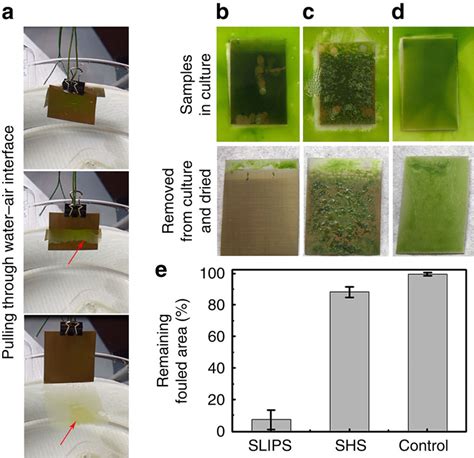 Resistance Of To Coated Stainless Steel To Green Algae Biofouling A