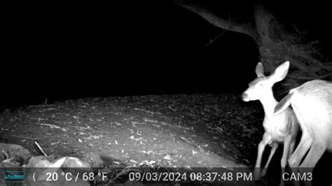 A Deer Tried To Murder My Camera Album On Imgur