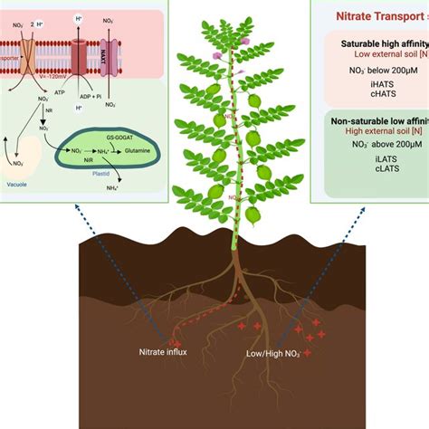 Fate Of Nitrate From Soil To Plant For No3⁻ Entry From Soil Into Root