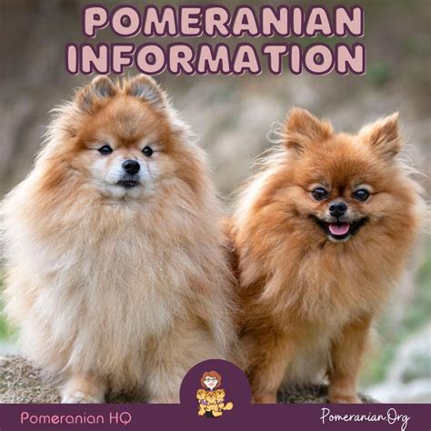 Pomeranian Facts And Information 1 Pomeranian Blog